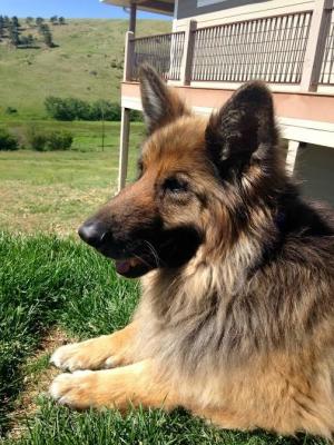 champ | German Shepherd Rescue of the Rockies